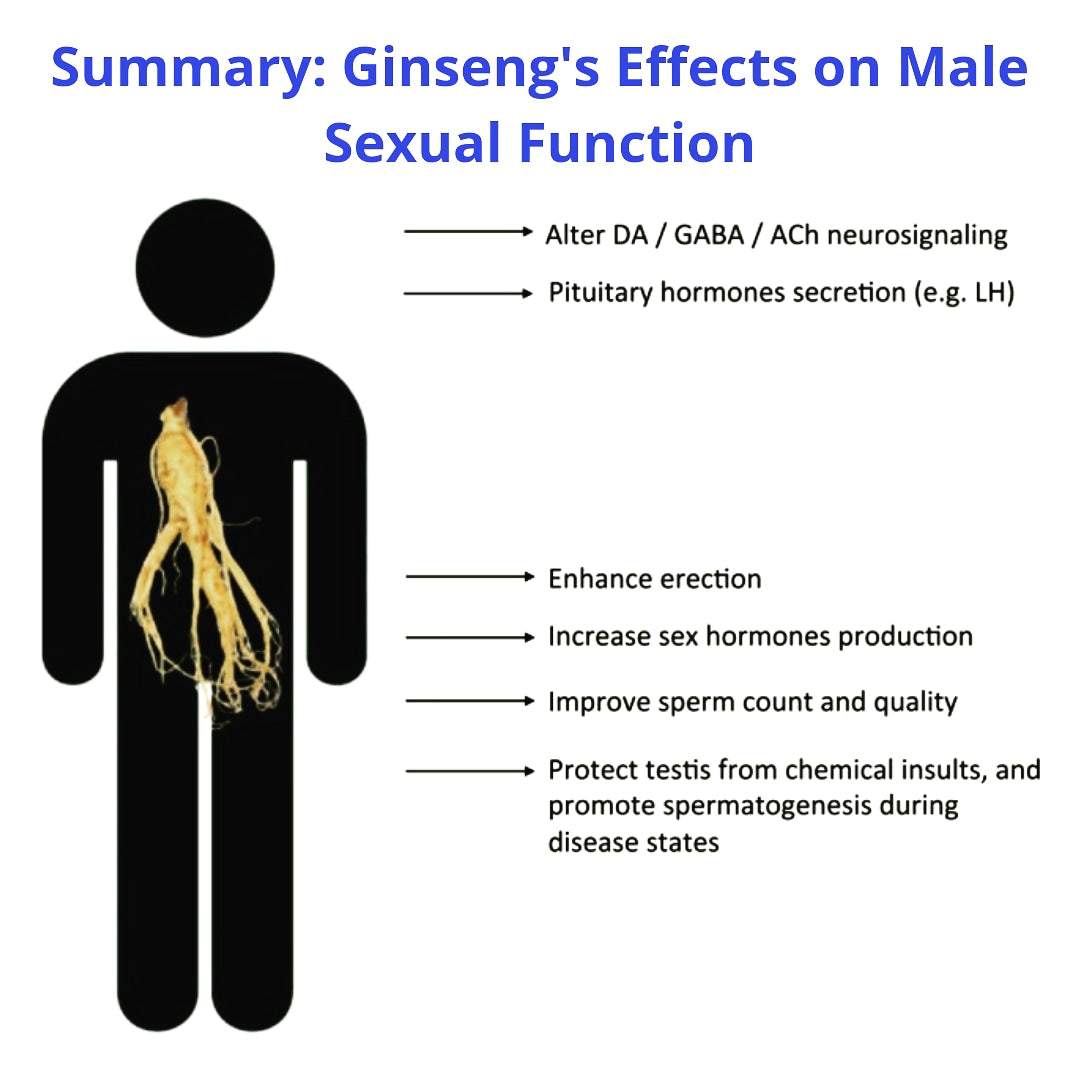 Summary of Ginseng’s Effects On Male Sexual Function - Master The Body
